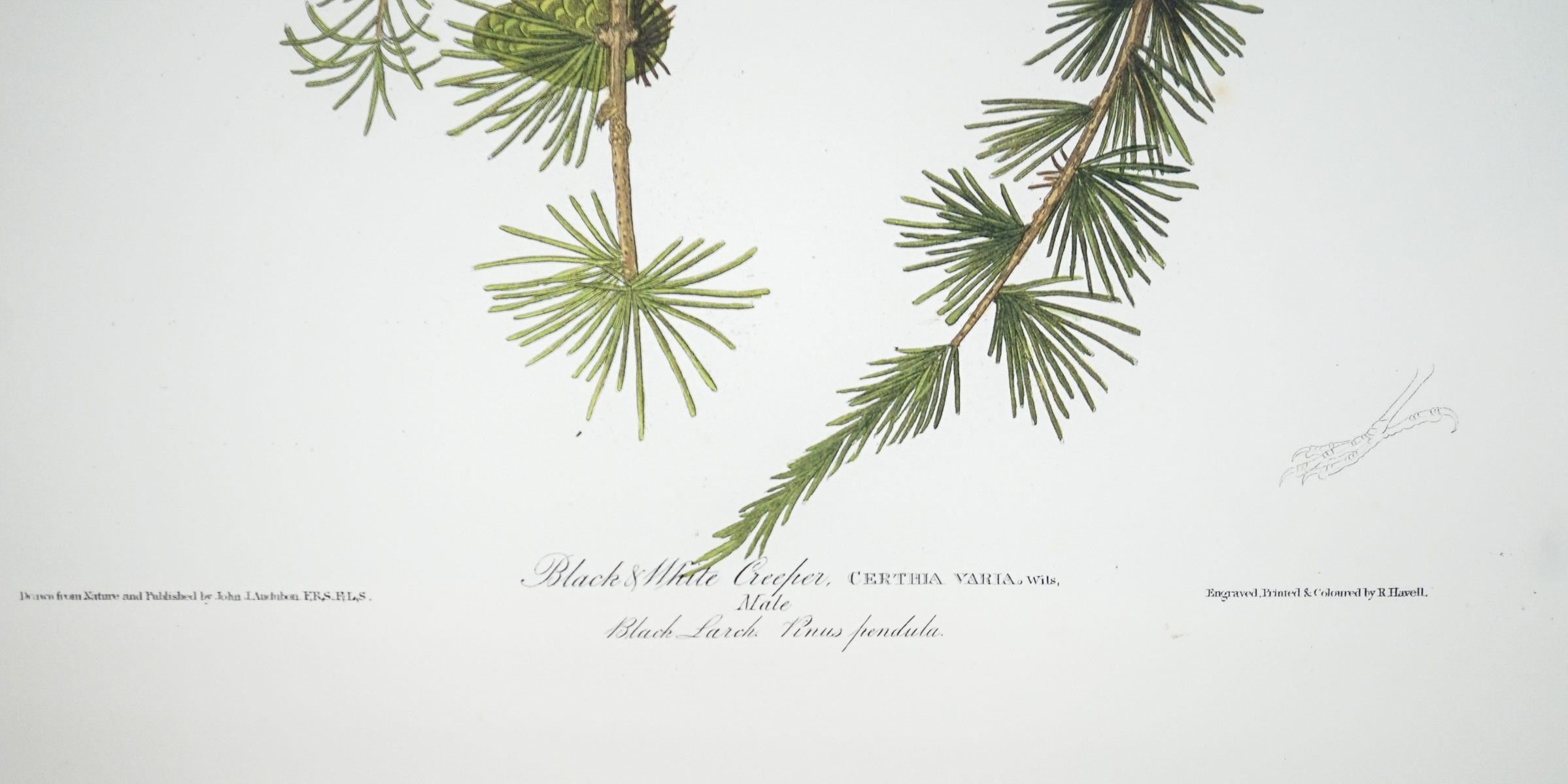 John James Audubon | Black & White Creeper, White Headed Pigeon and ...