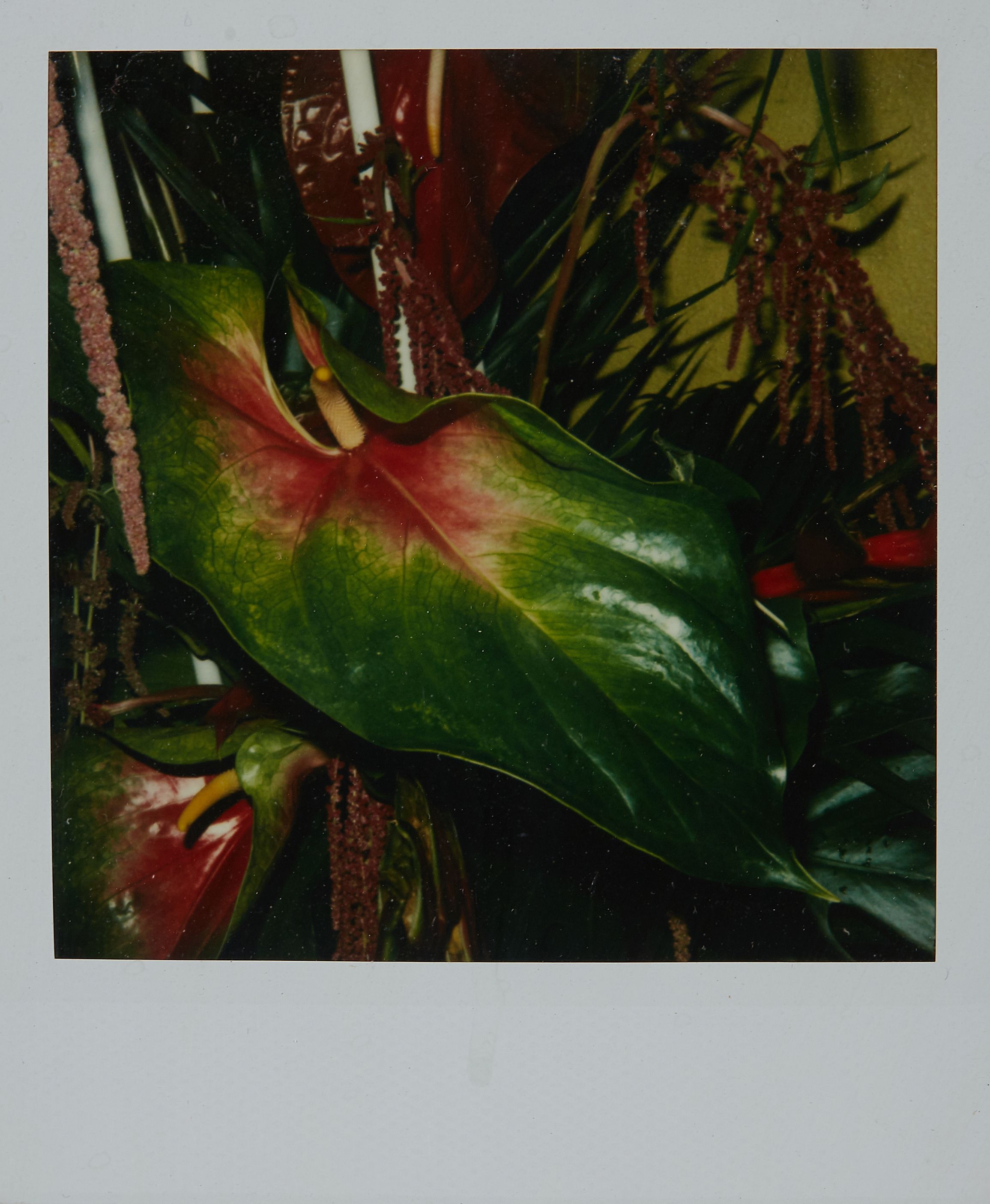 Nobuyoshi Araki | Phallic plants | MutualArt