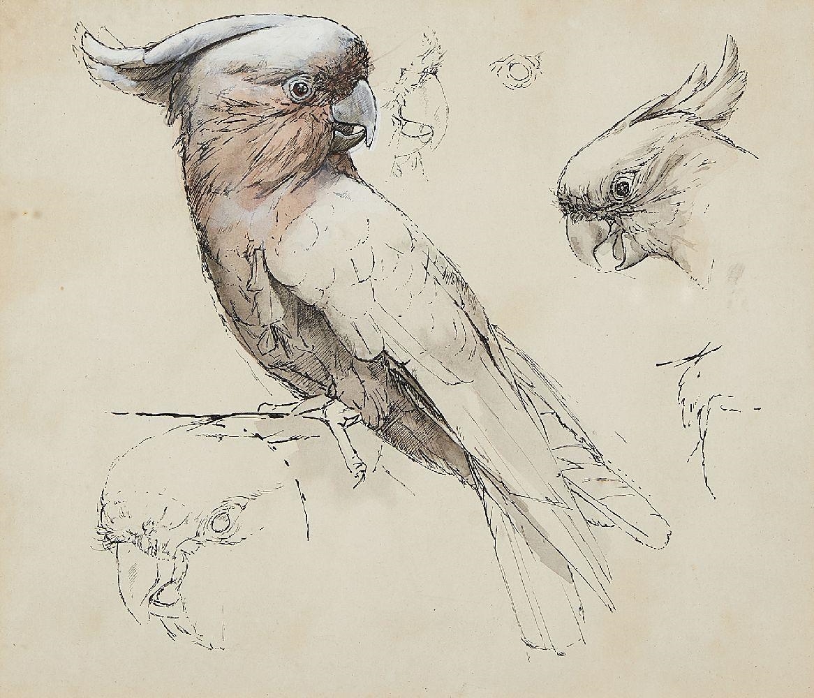 Elizabeth Butterworth | Leadbetter's Cockatoo | MutualArt