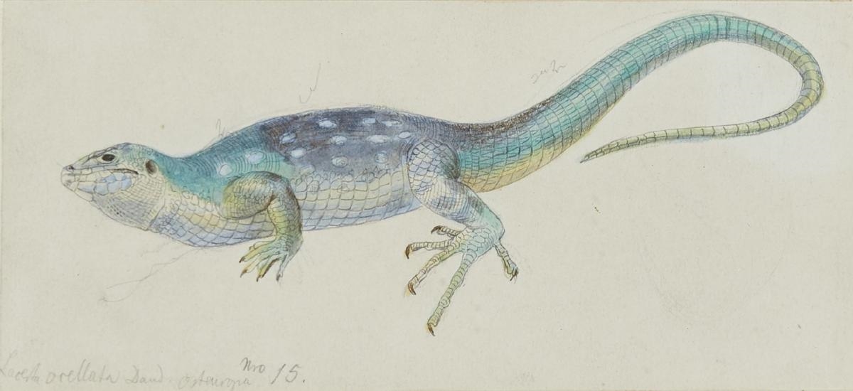 British School, 19th Century | Zoological studies of lizards and a fish ...
