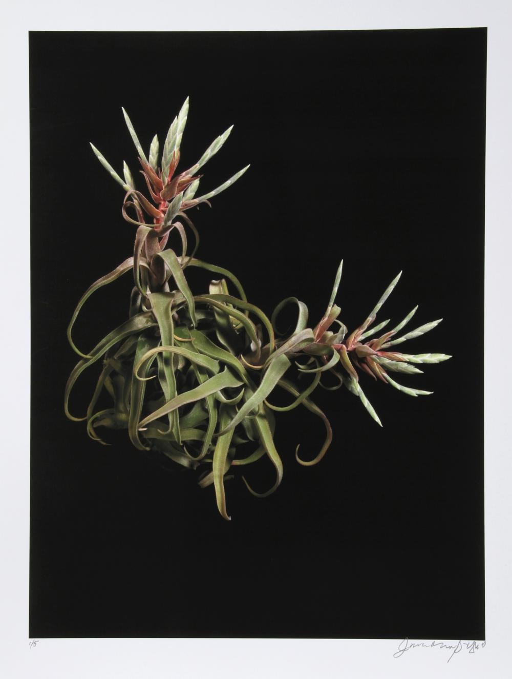 Jonathan Singer | Wild Green Plants (2011) | MutualArt