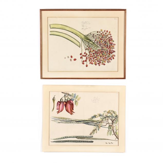 Henrik Draakestein | Two Botanical Prints from Hortus Malabaricus ...