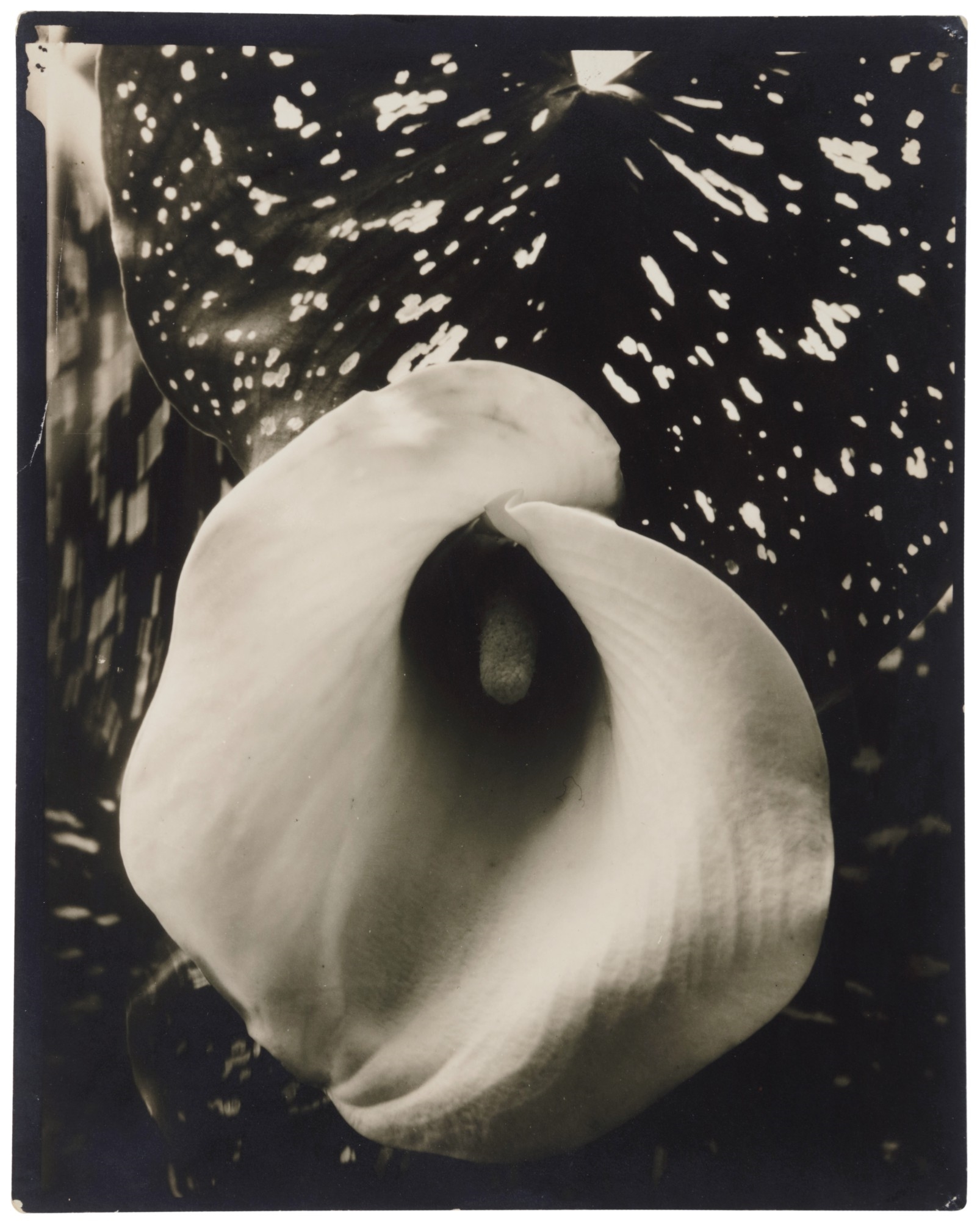 Edward Steichen | 'Calla Lily' (Circa 1921) | MutualArt