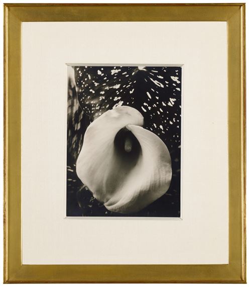Edward Steichen | 'Calla Lily' (Circa 1921) | MutualArt