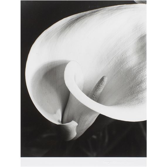 Imogen Cunningham | Calla (1925) | MutualArt