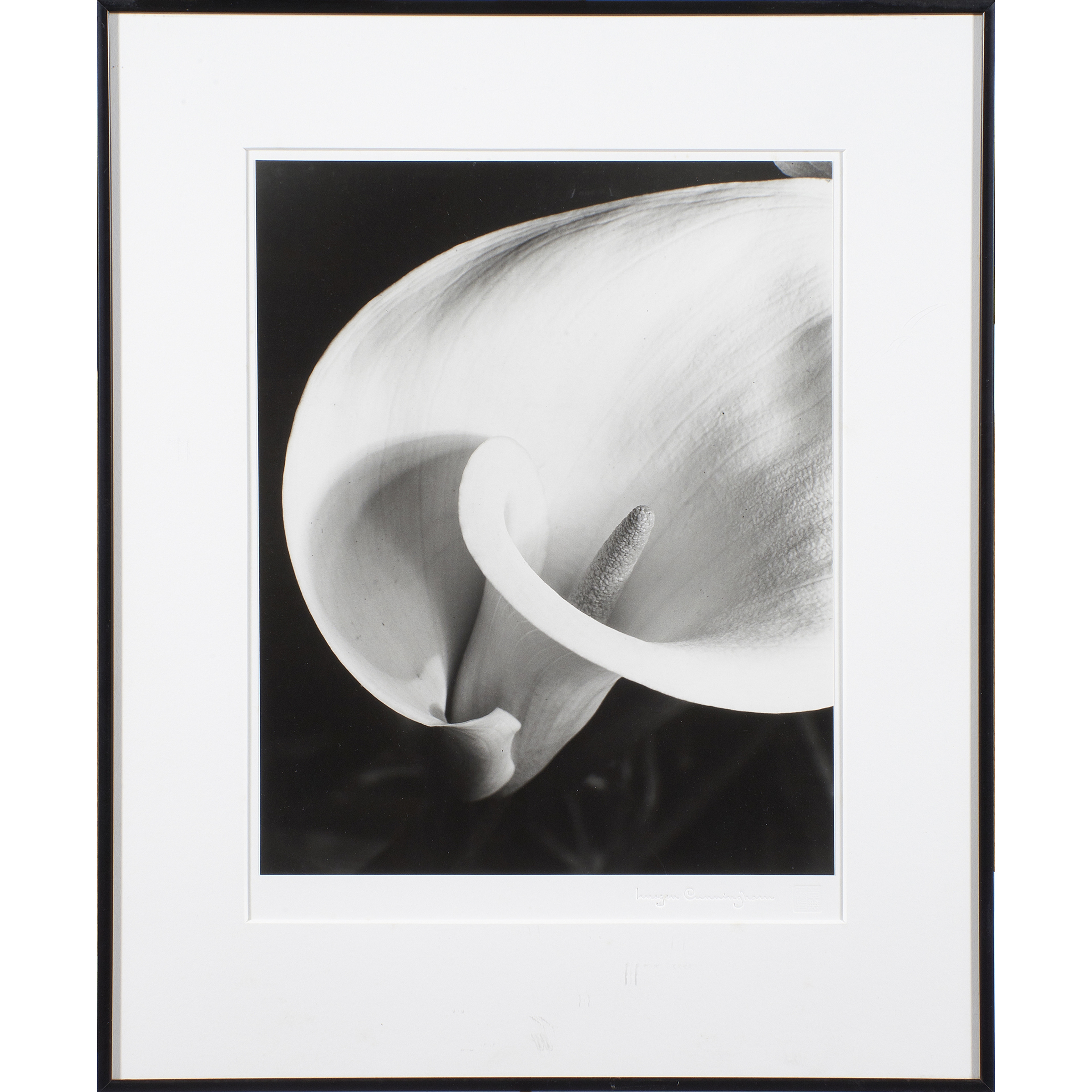 Imogen Cunningham | Calla (1925) | MutualArt