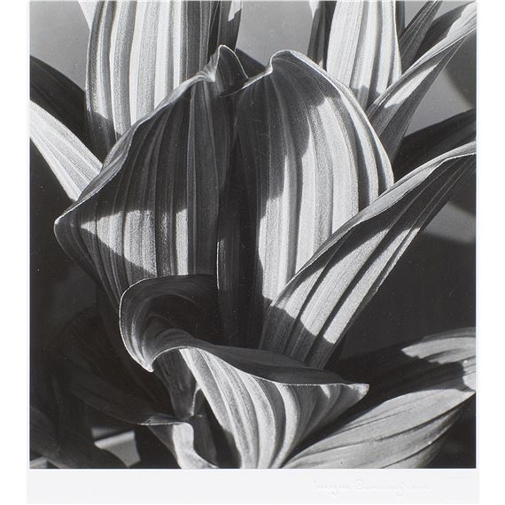 Imogen Cunningham | Glacial Lily 1927 (1927) | MutualArt