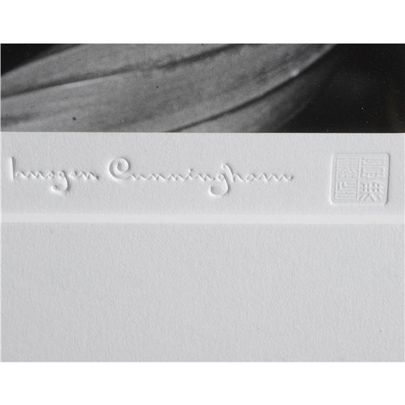 Imogen Cunningham | Glacial Lily 1927 (1927) | MutualArt