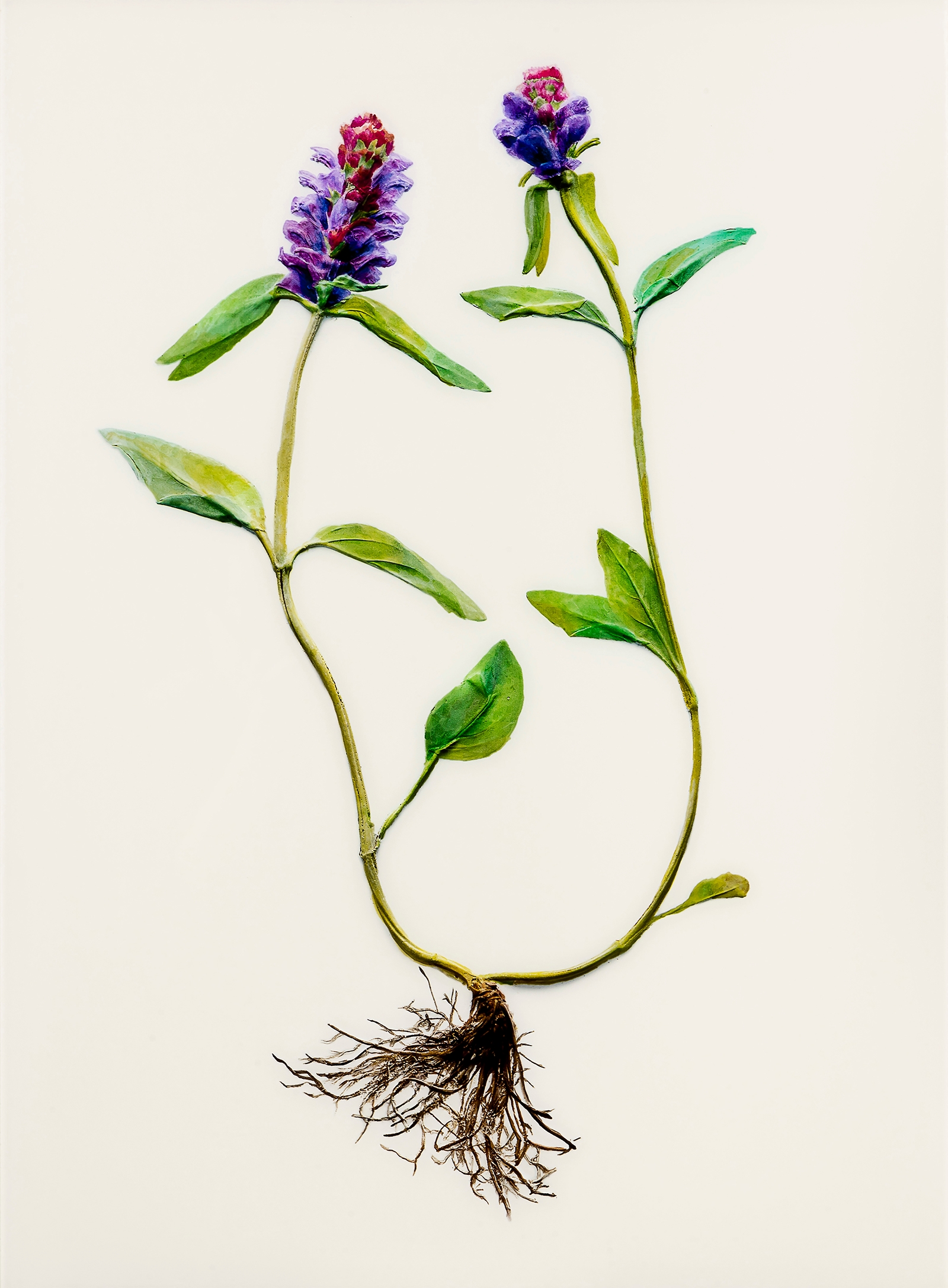 Koo Sung Soo | Photogenic Drawing-Prunella Vulgaris (2011) | MutualArt