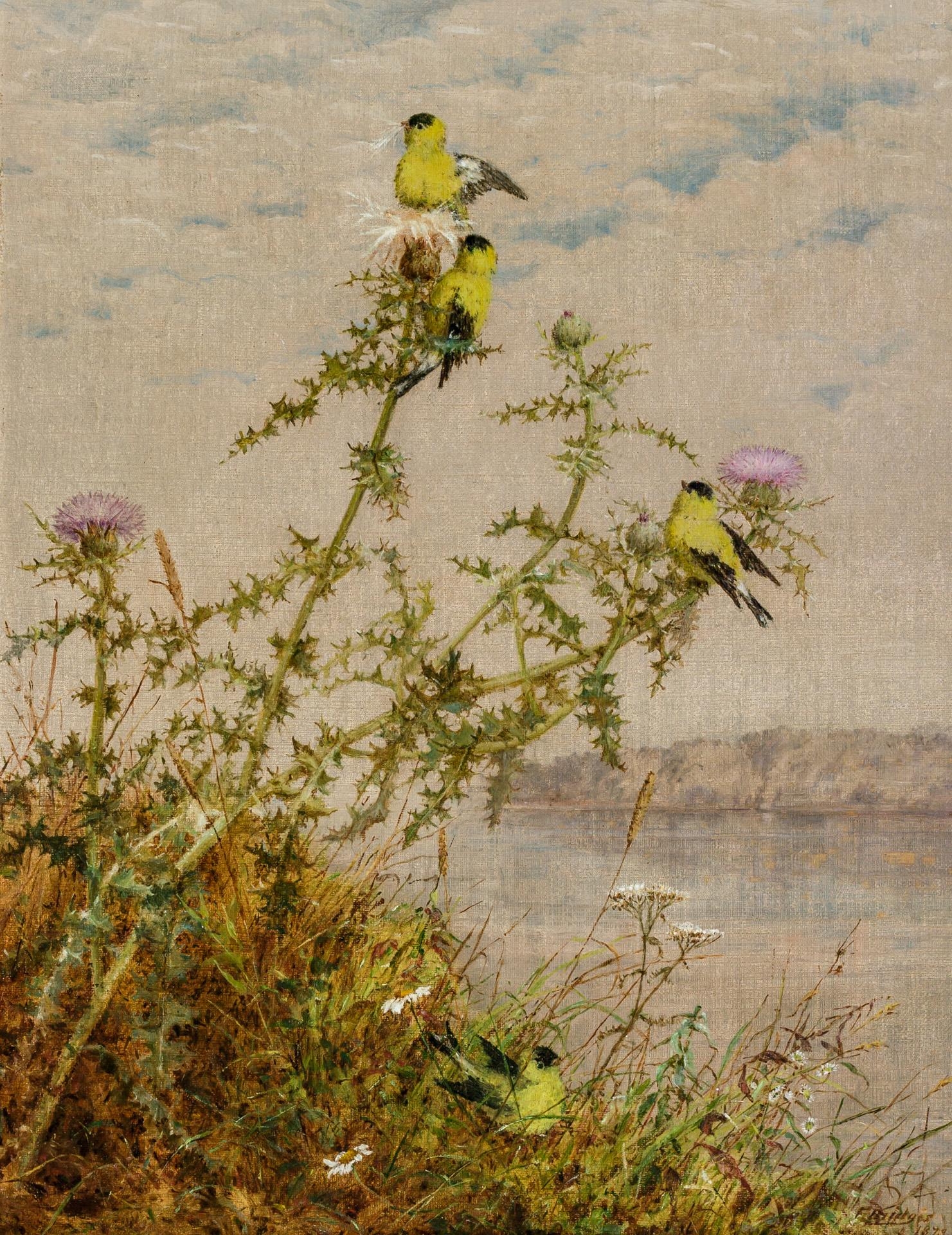 Fidelia Bridges | Bird Studies | MutualArt