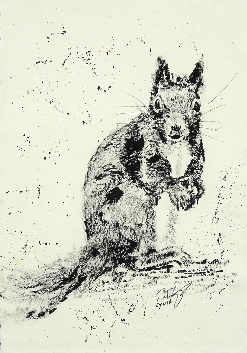 White Pen And Ink Squirrel