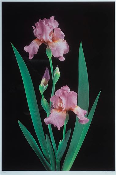 Amy Lamb | 18 Artworks | MutualArt