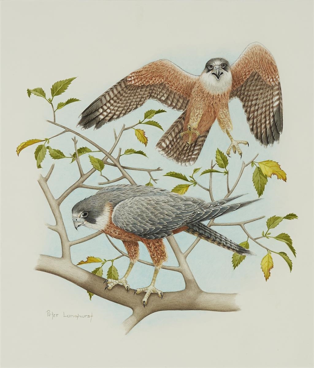 Peter Longhurst | Australian Hobby Falcon (1988) | MutualArt