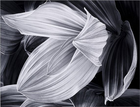 John Sexton | Corn Lilly Eastern Sierra Nevada California (1977 ...