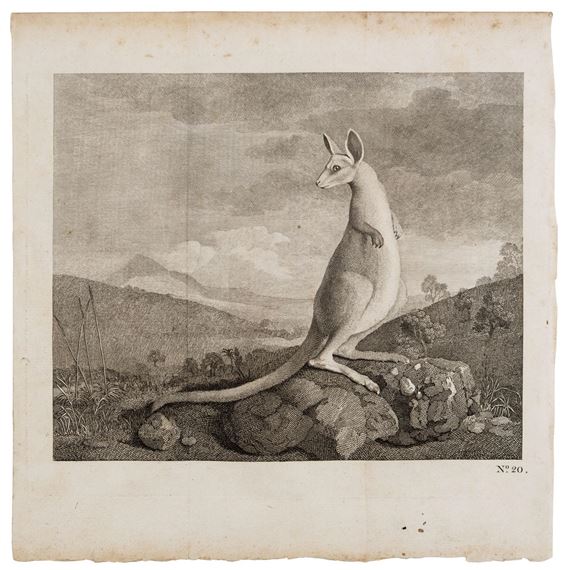 George Stubbs | An animal found on the coast of New Holland, called ...
