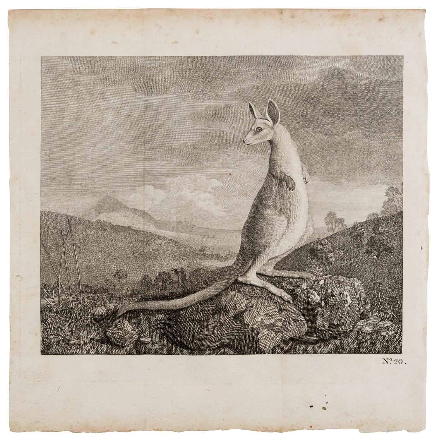 George Stubbs | An animal found on the coast of New Holland, called ...