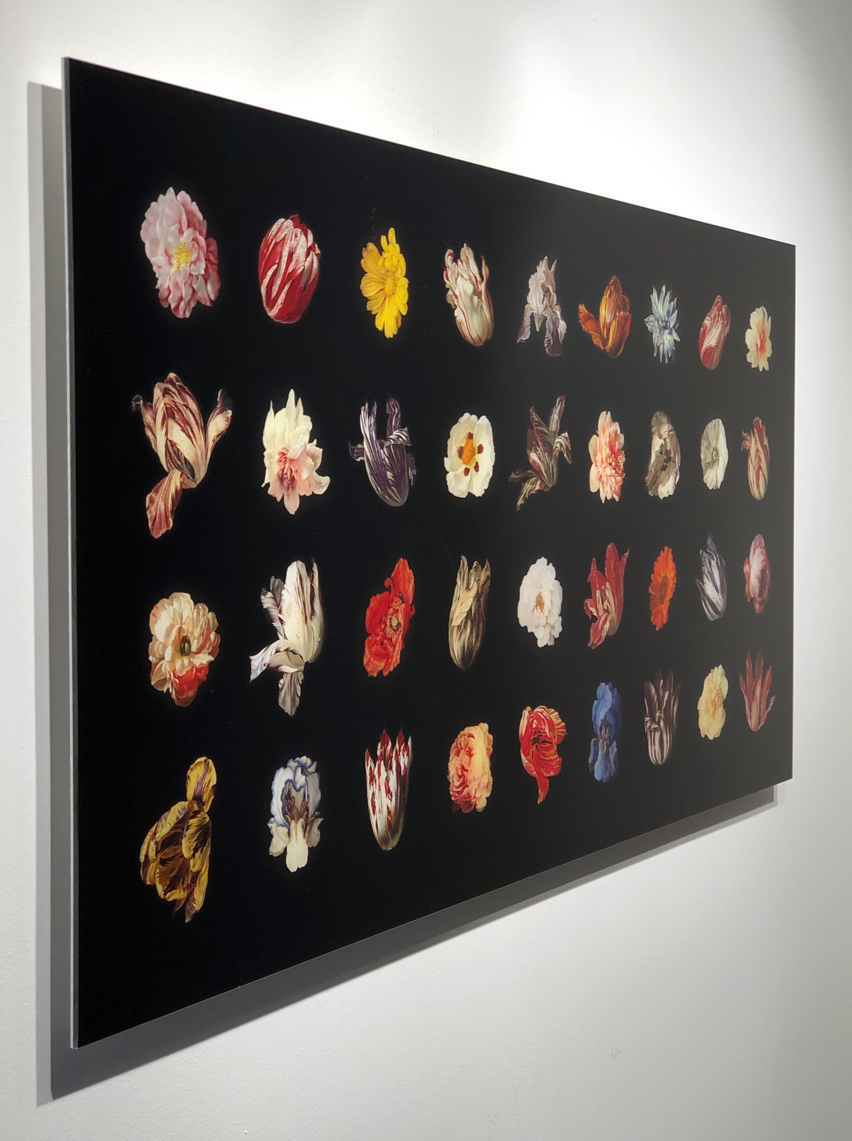 Rob Carter | 36 Flowers from the Dutch Golden Age (2019) | MutualArt
