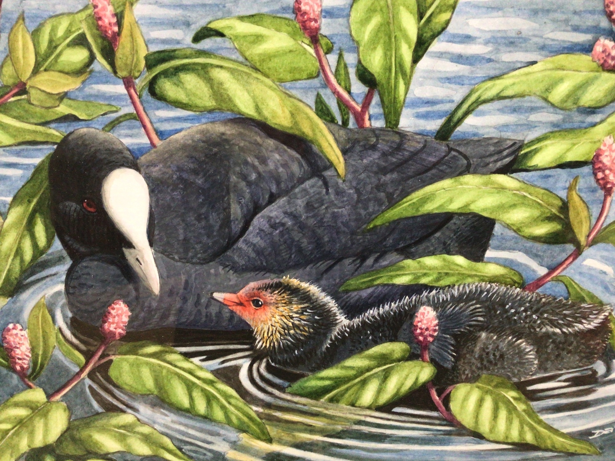 David Binns | Moorhen | MutualArt