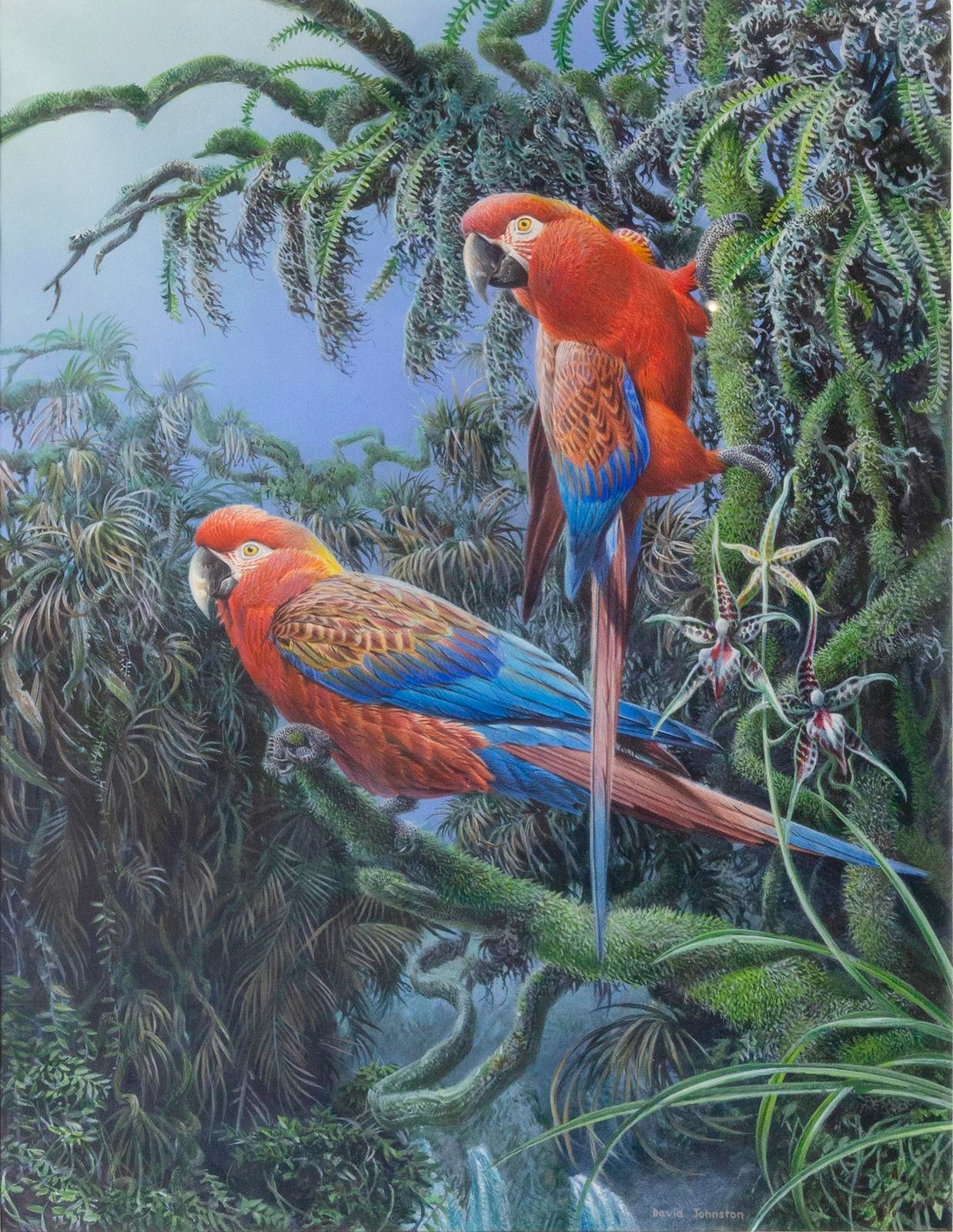 Cyril David Johnston | Two Cuban Macaws | MutualArt