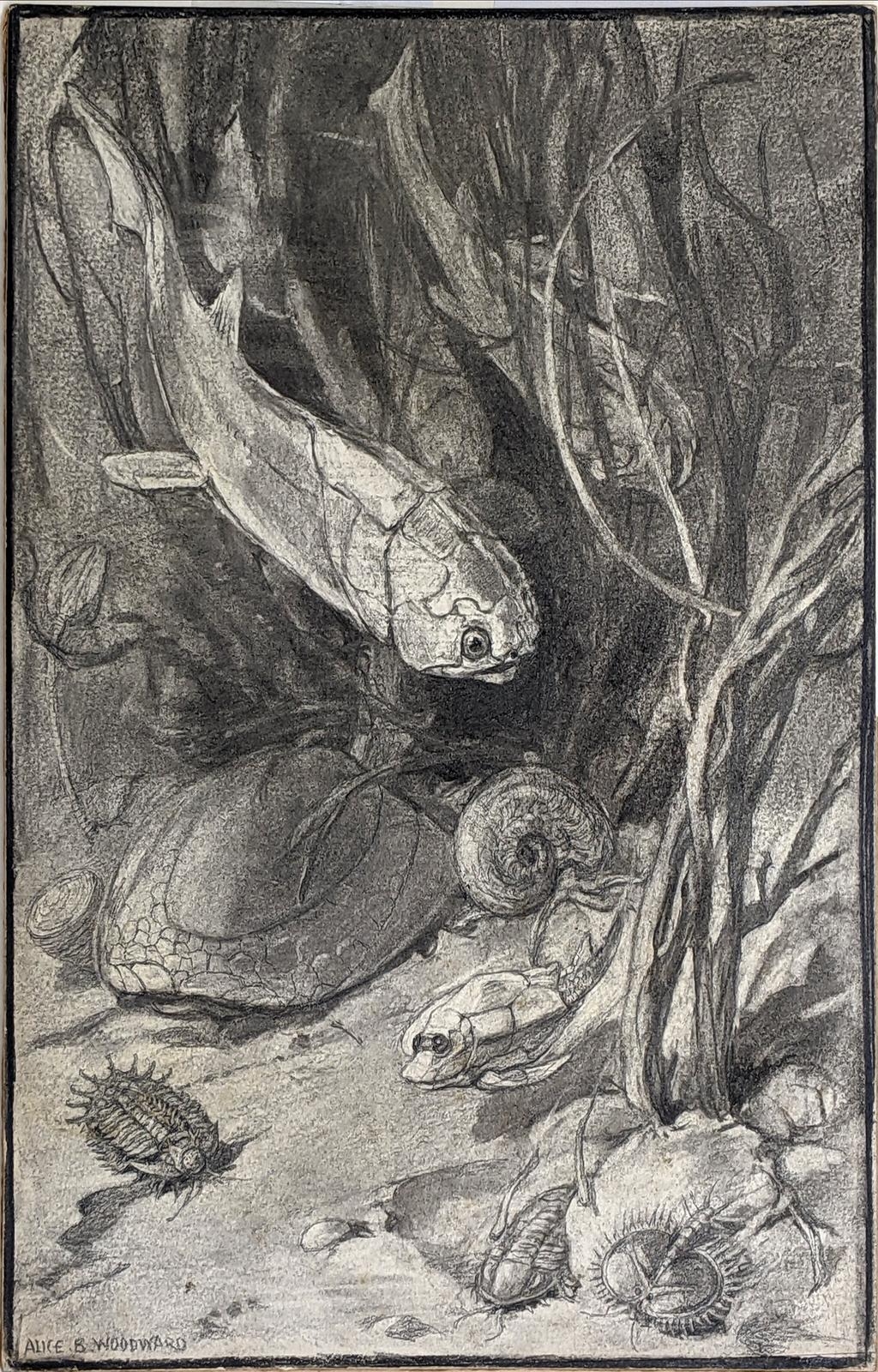 Alice Bolingroke Woodward | Devonian Marine Life (Coccosteus, Blastoid ...