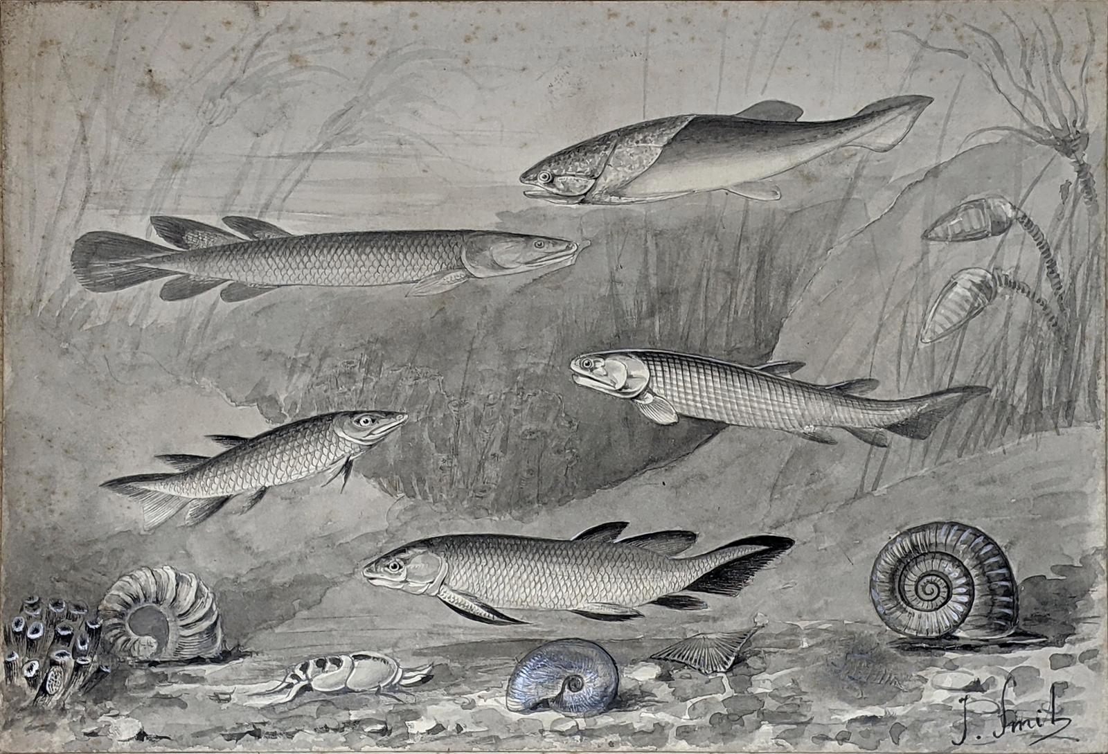 Devonian Period Fish