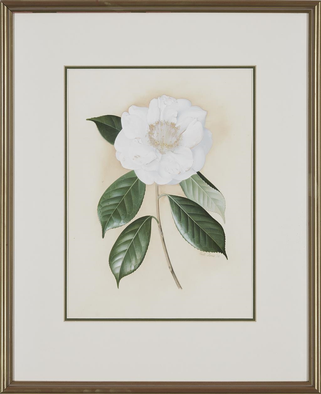 Paul Osborne Jones | Coronation Camelia (1958) | MutualArt