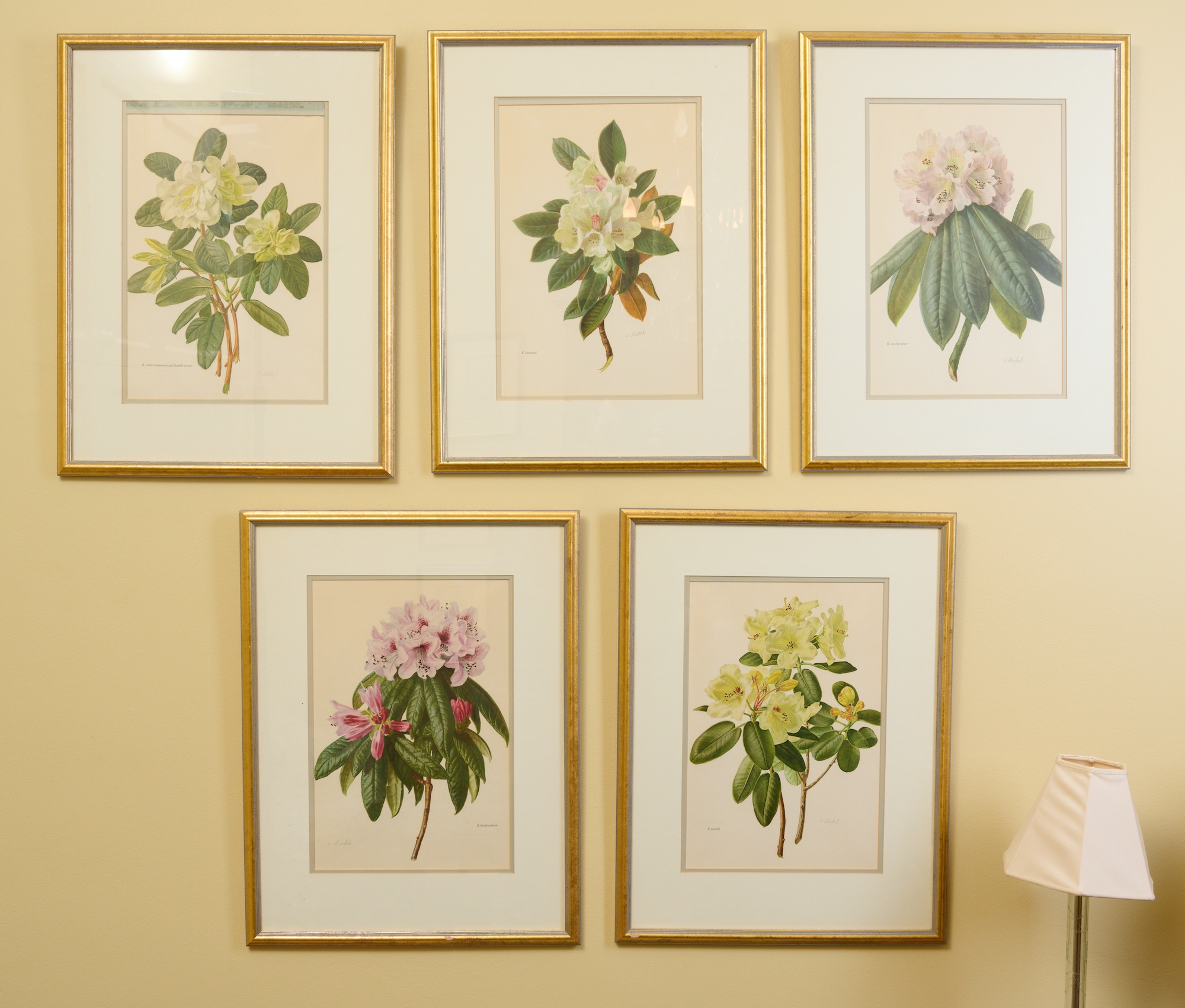 Carlos von Riefel | A SET OF FIVE REPRODUCTION BOTANICAL PRINTS | MutualArt