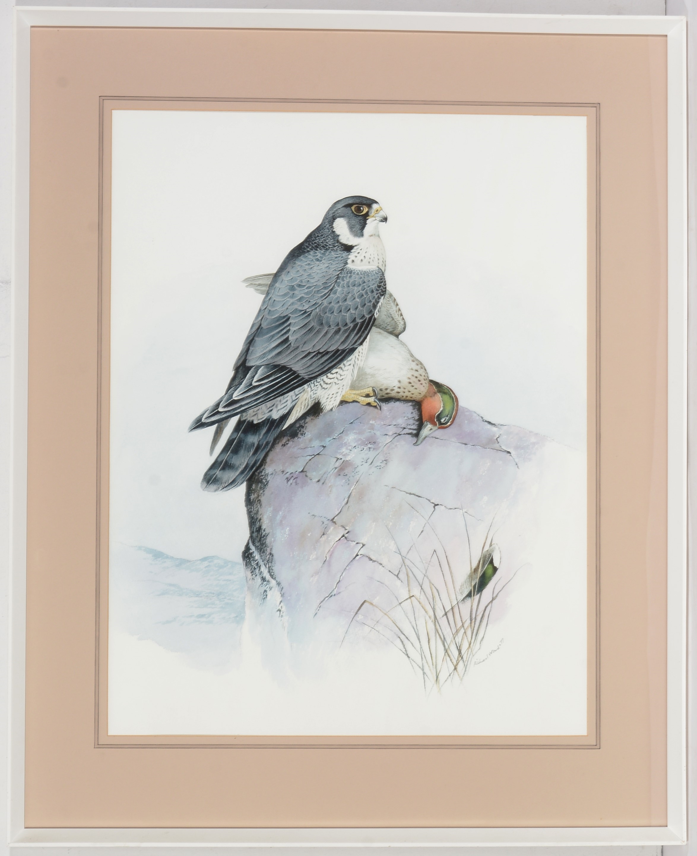 Richard Ward | Peregrine falcon with teal (74) | MutualArt