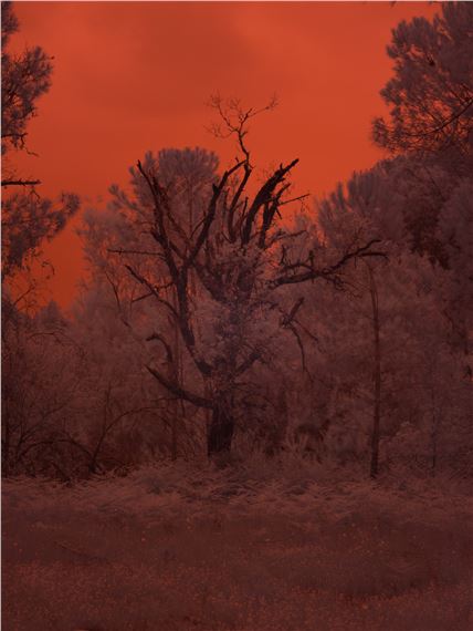 Rosa Lisa Rosenberg | 1 Artworks at Auction | MutualArt