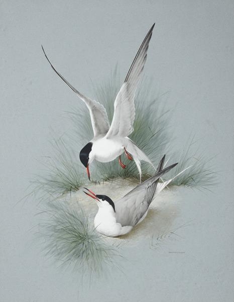 Raymond C. Watson | Pair of Terns | MutualArt