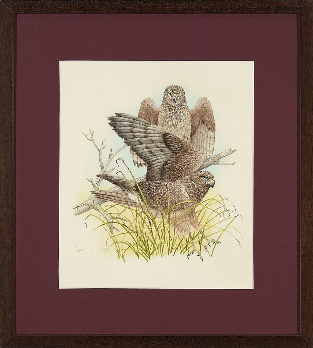 Peter Longhurst | Australian Marsh Harrier | MutualArt