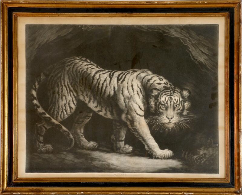 James Northcote | A Tyger (Circa 1790) | MutualArt