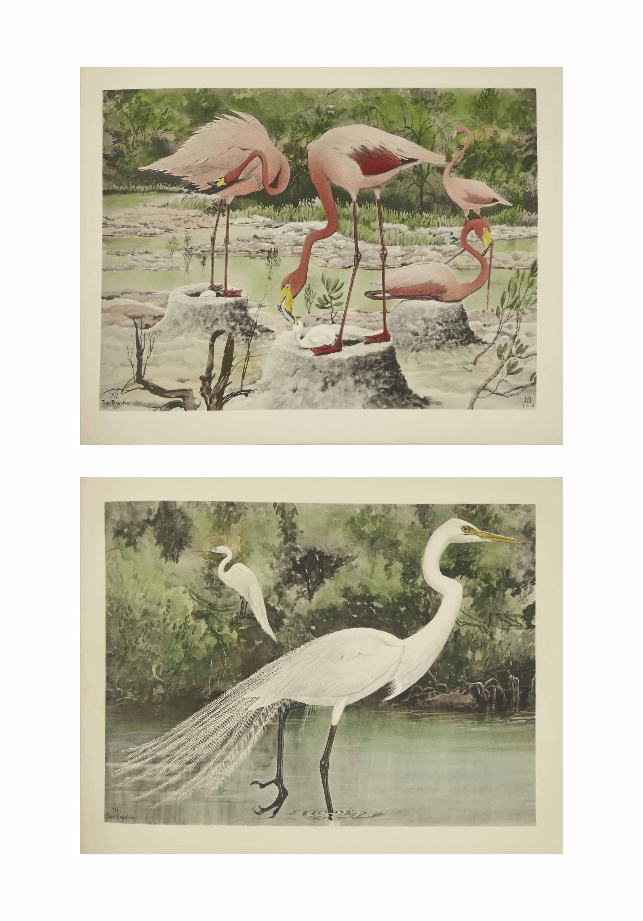 Rex Brasher | Birds and Trees of North America | MutualArt