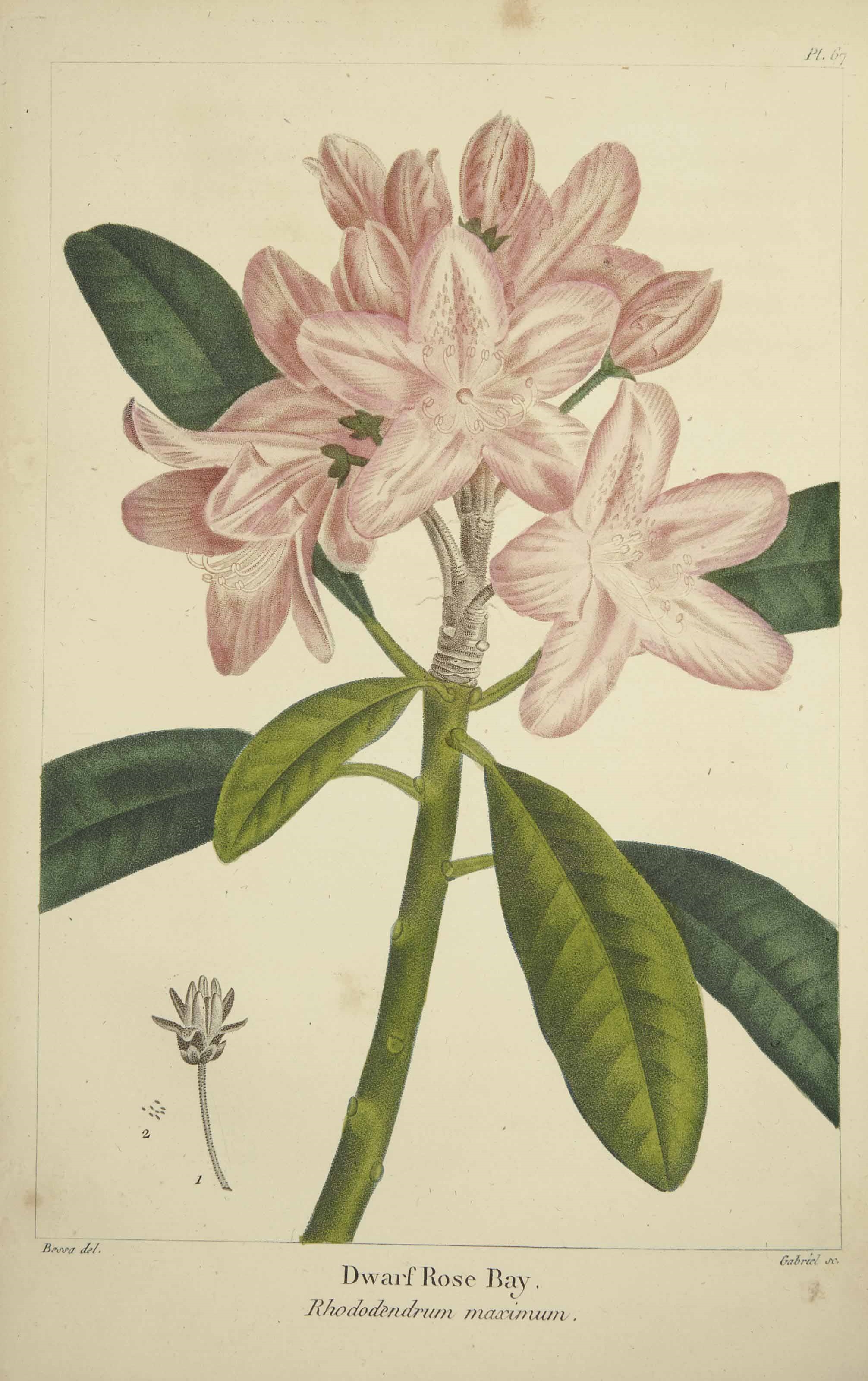 François André Michaux | The North American Sylva, or A Description of ...