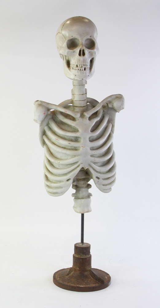 Italian School, 19th Century | Skeleton Bust | MutualArt