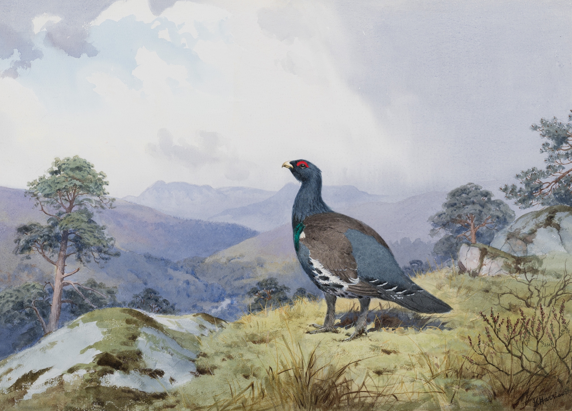 John Cyril Harrison | Black Cock,Eagle in Flight,Lesser Bustards ...
