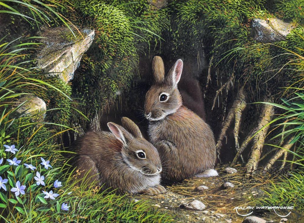 Ralph Waterhouse | study of two rabbits | MutualArt