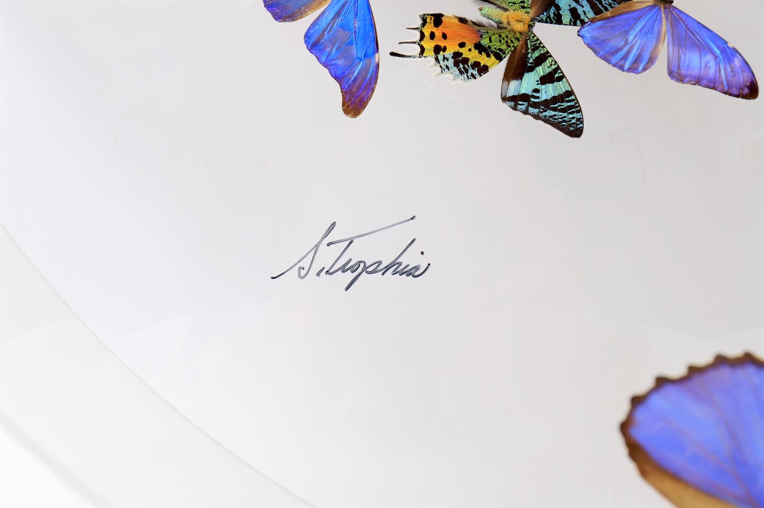 Sam Trophia | 'Butterfly Art' | MutualArt