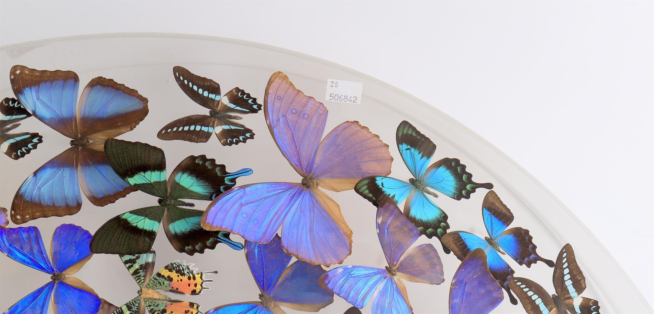 Sam Trophia | 'Butterfly Art' | MutualArt