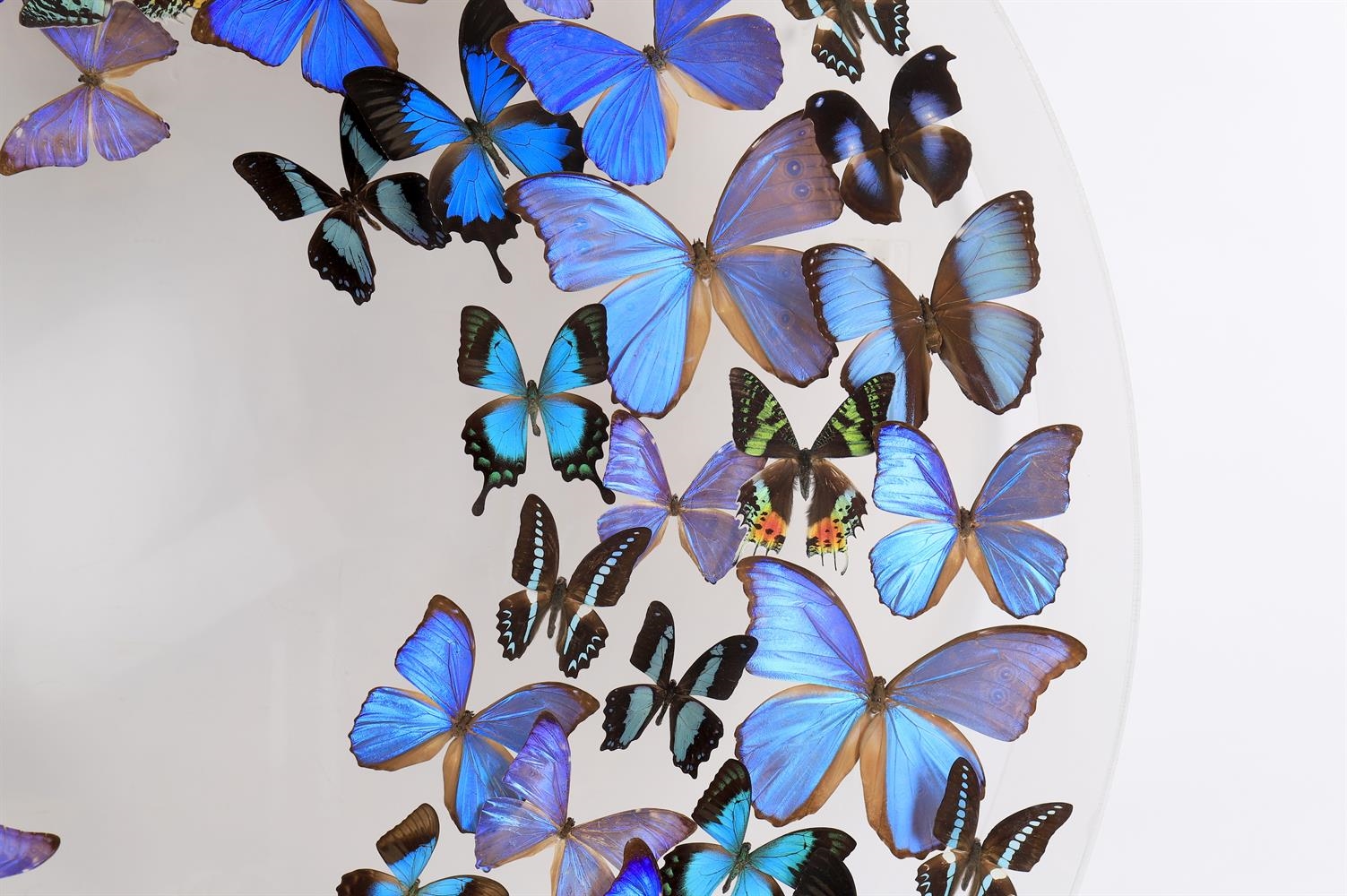 Sam Trophia | 'Butterfly Art' | MutualArt