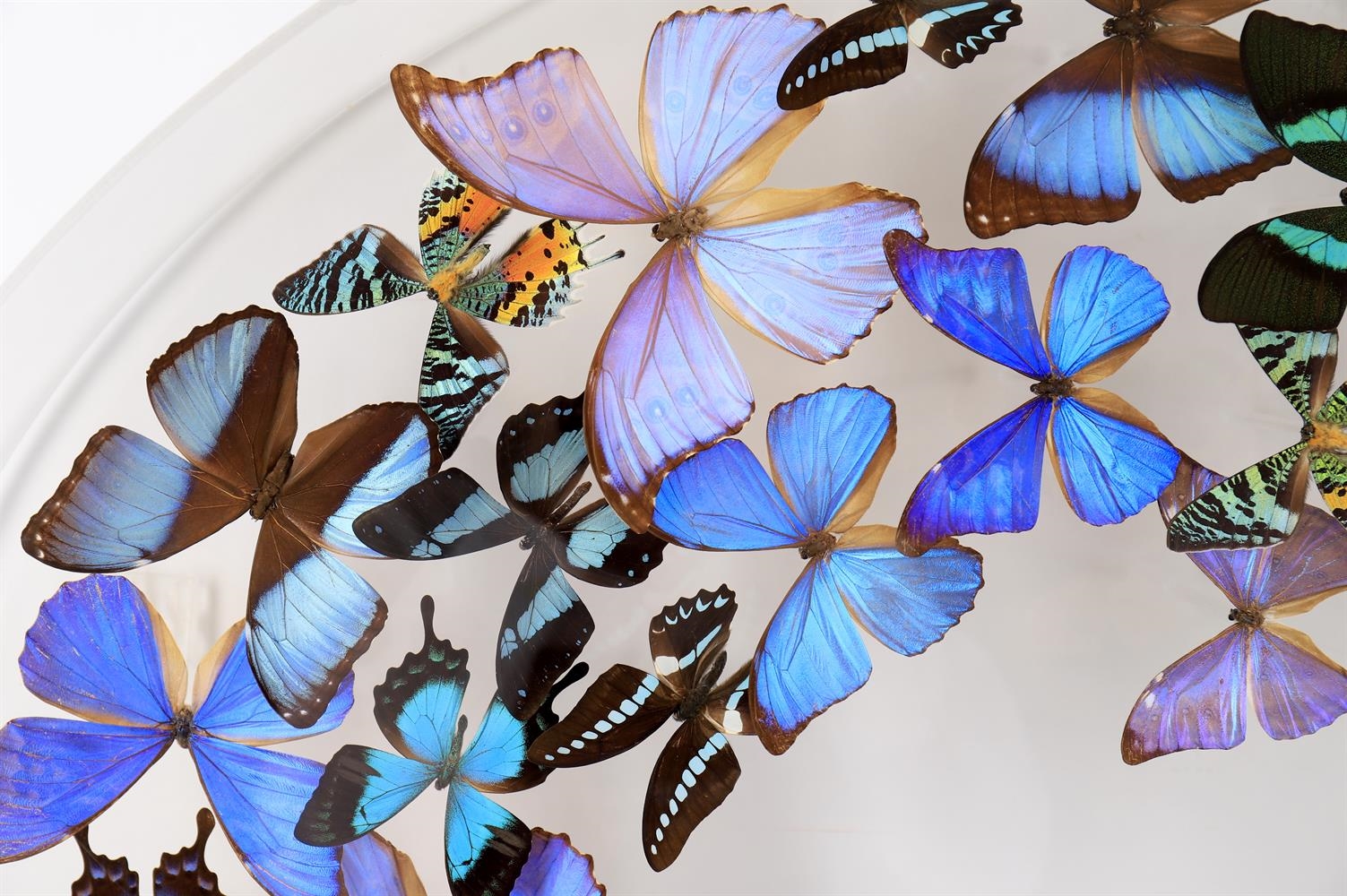 Sam Trophia | 'Butterfly Art' | MutualArt