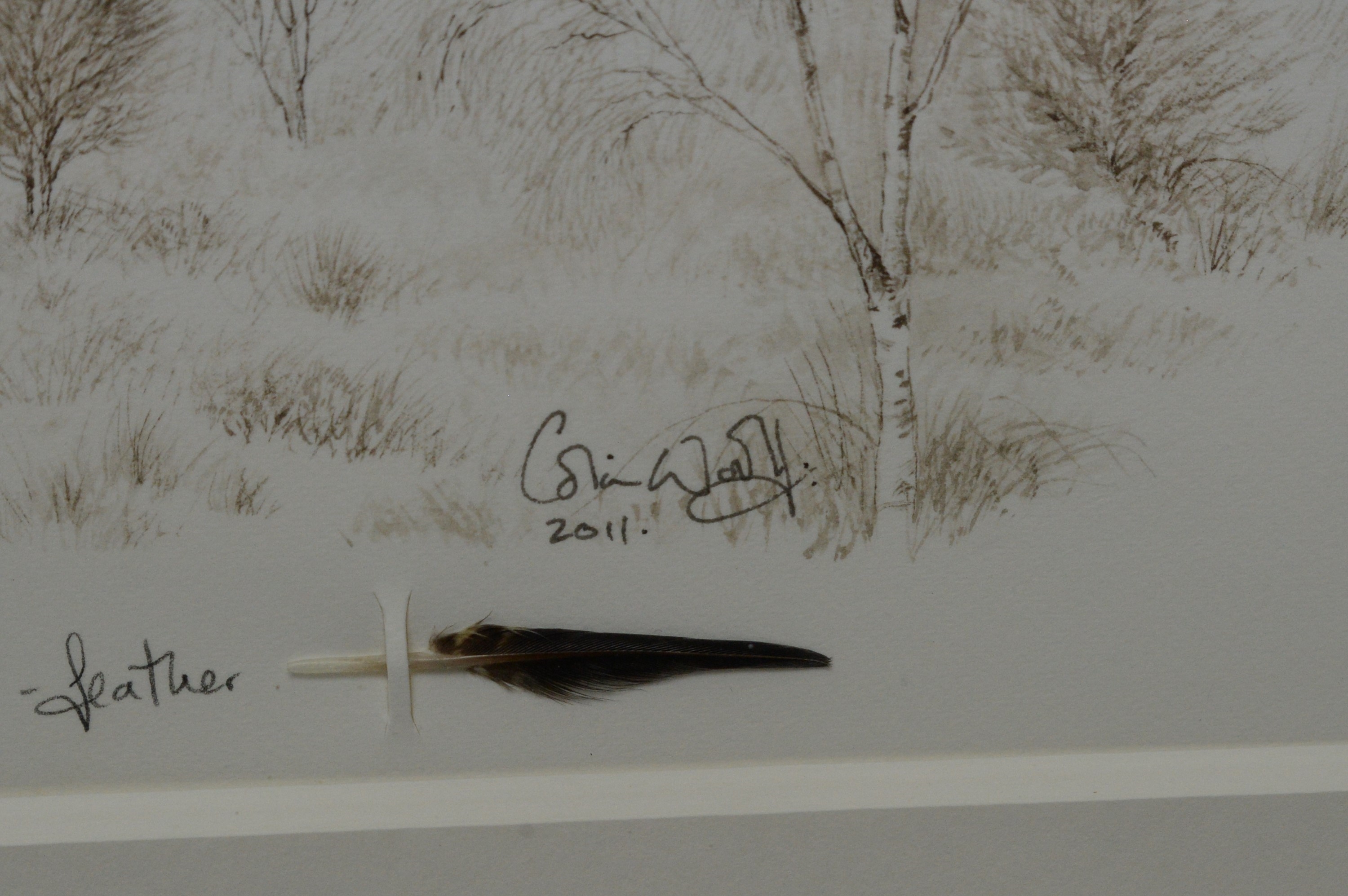 Colin Woolf | Woodcock in flight | MutualArt