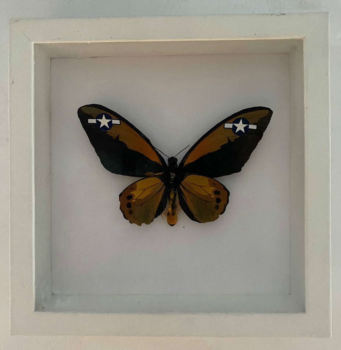 Pascal Bernier | Papillon naturalisé, cocardes militaires (USA) (1996 ...