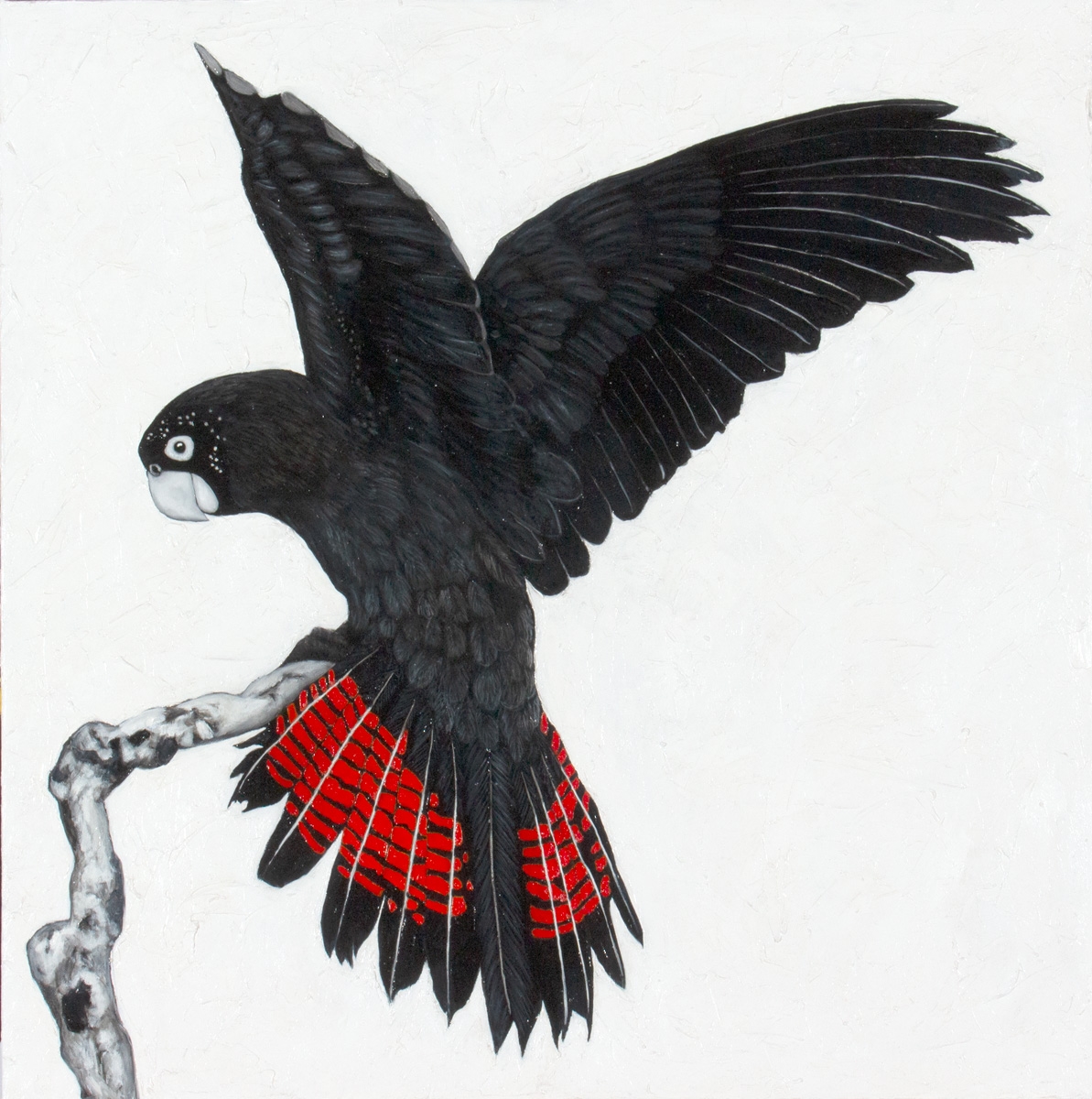 Eric Hynynen | RED TAIL BLACK COCKATOO | MutualArt