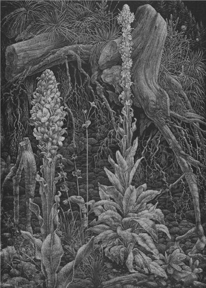 Wilhelm Heise | Königkerzen (Circa 1925) | MutualArt