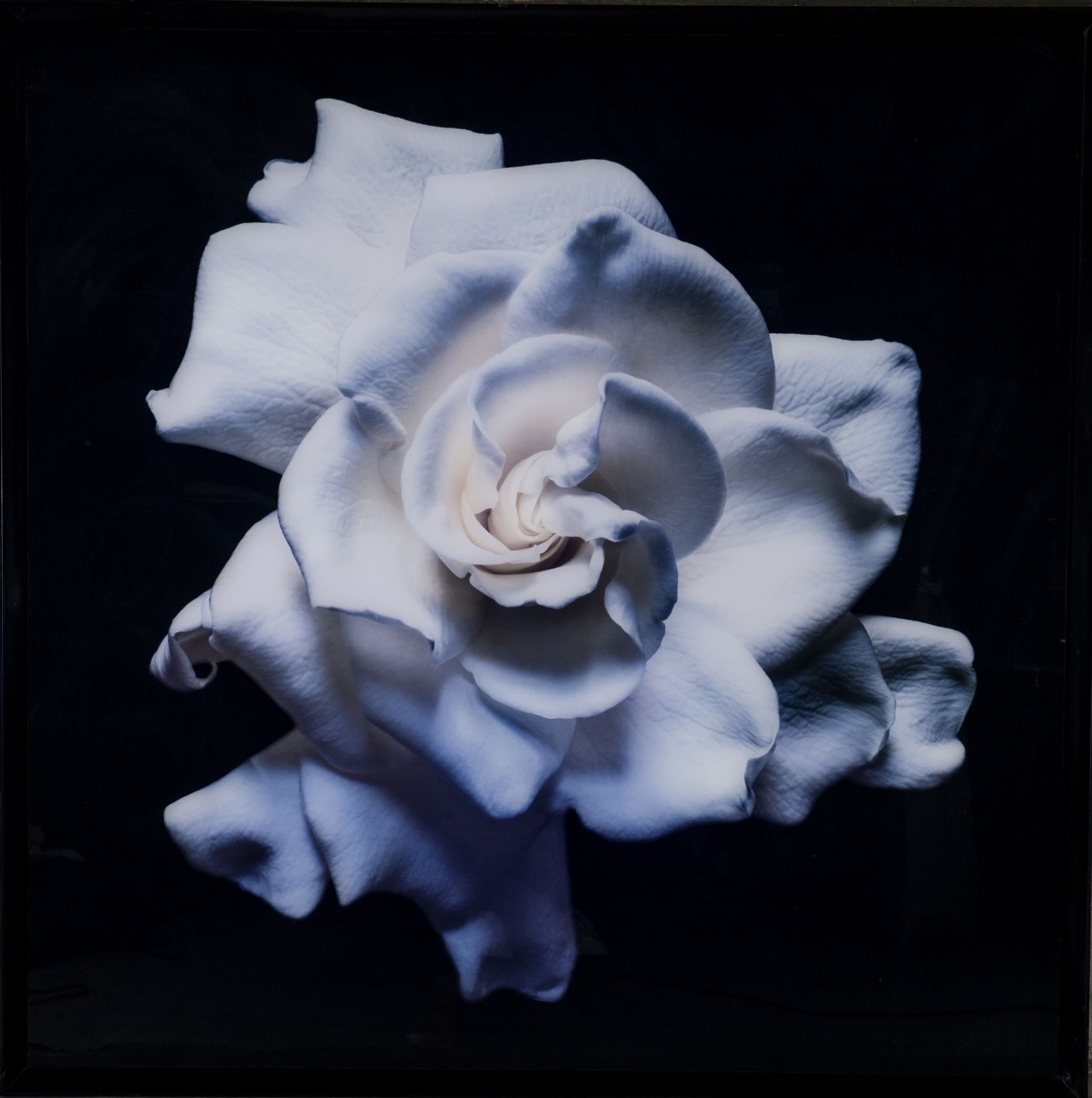 Christopher Beane | Gardenia Series | MutualArt