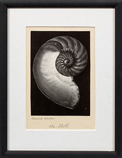 Edward Weston | Shell (1927) | MutualArt
