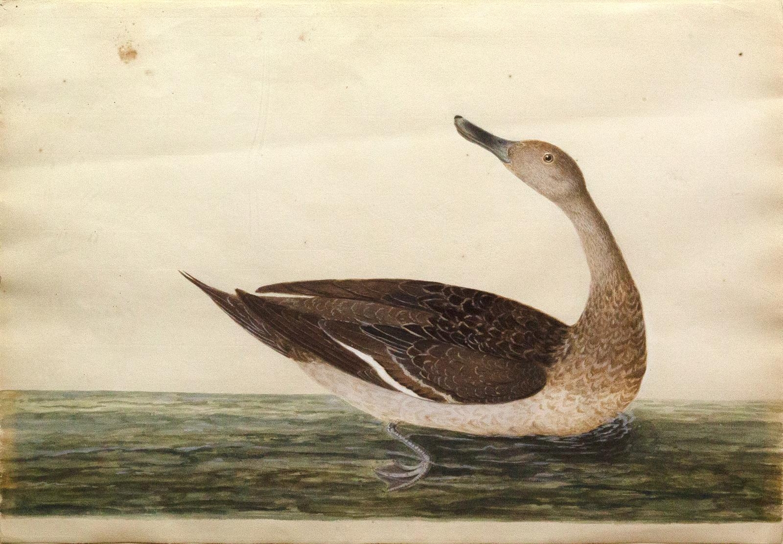 Peter Paillou | Duck (1750) | MutualArt