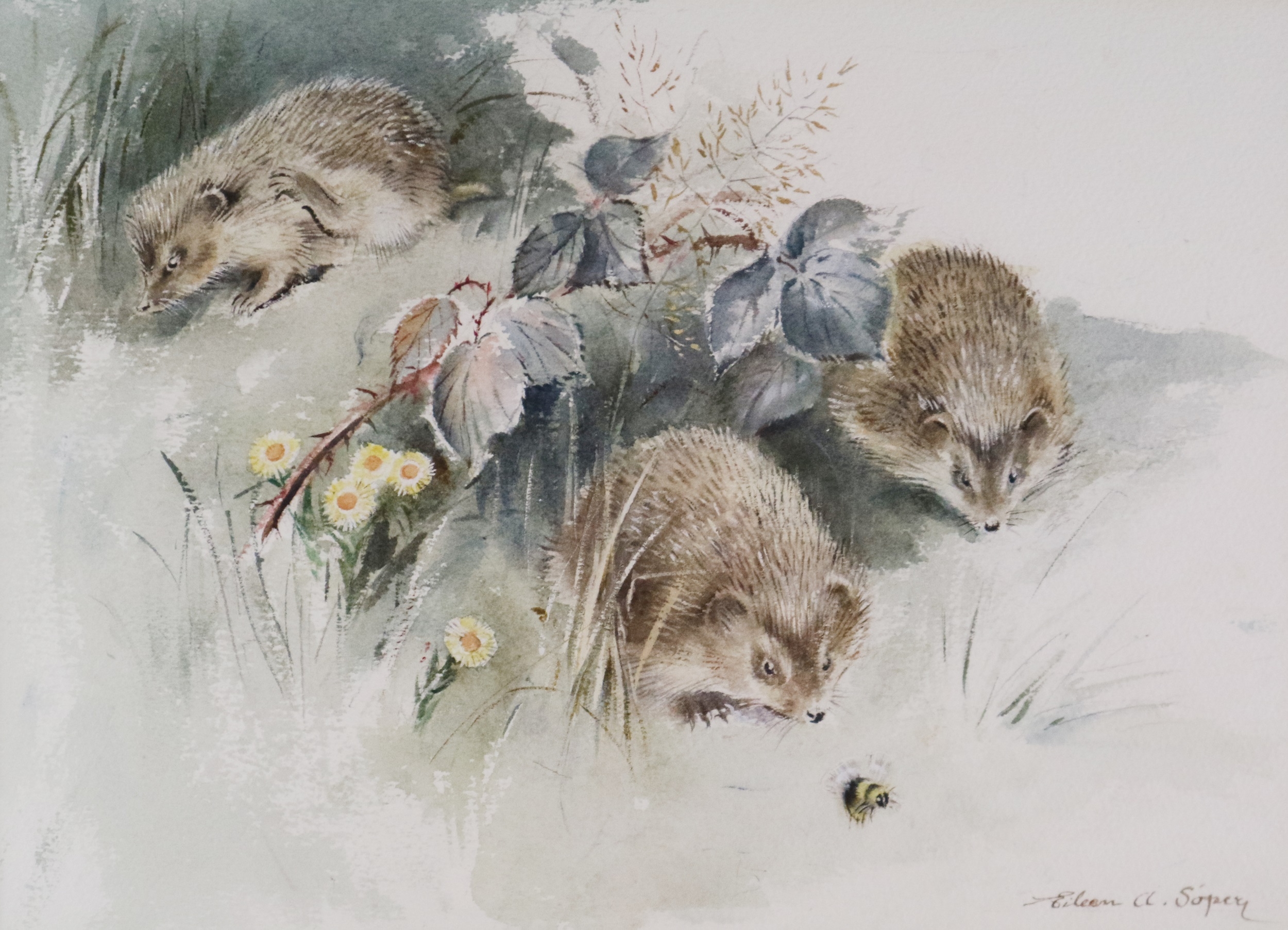 Eileen Alice Soper | Young Hedgehogs | MutualArt