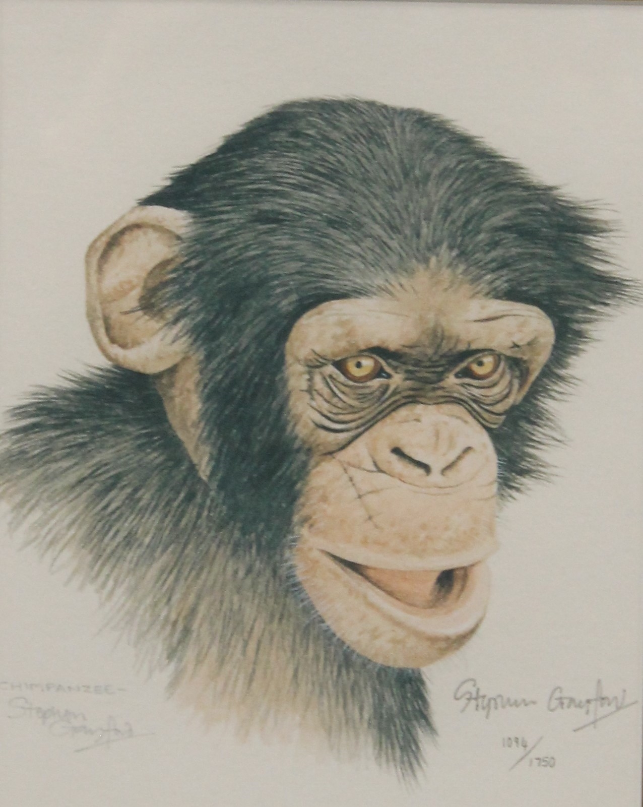 Stephen Gayford | Chimpanzee | MutualArt